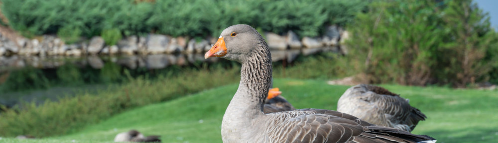 Tired of goose droppings in Rochester? Here’s how to keep your property ...